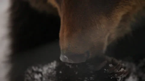 Growling Stock Footage ~ Royalty Free Stock Videos | Pond5