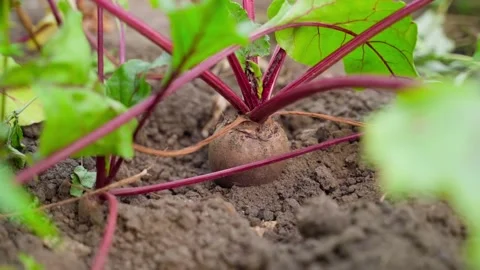 Close-up of a beautiful red beet growing... | Stock Video | Pond5