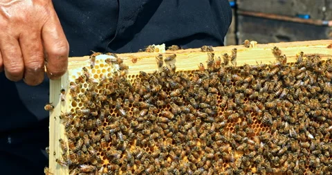 Close up of bees on hive honeycomb. Bees... | Stock Video | Pond5
