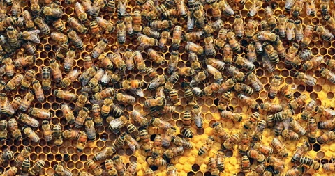 Close up of bees on hive honeycomb. Bees... | Stock Video | Pond5