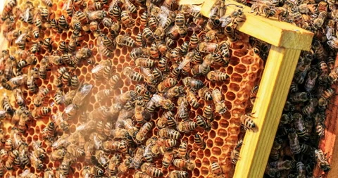 Close up of bees on hive honeycomb. Bees... | Stock Video | Pond5