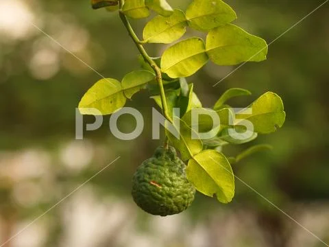 Close up Bergamot , Leaf and Thorn from the tree in my countryside ...