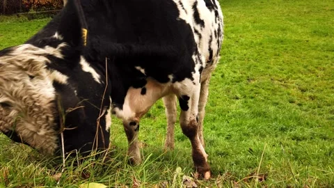 close up of a big cow scratching its hea... | Stock Video | Pond5