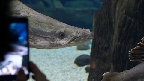 Close up. big fish with thick lips swims... | Stock Video | Pond5