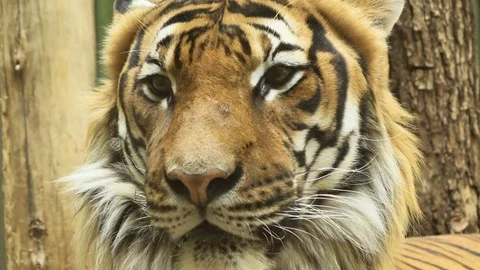 Close up of A big tiger with a scar look... | Stock Video | Pond5