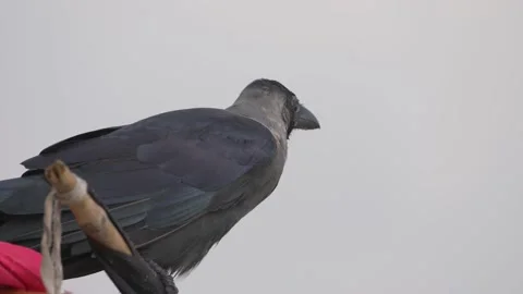 Landed After Flying Stock Videos – Royalty-Free HD & 4K Videos