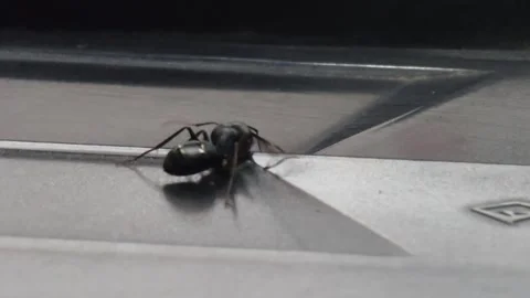 a close up of a black aunt on a white ba... | Stock Video | Pond5