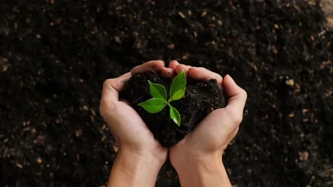 Close Up Of Black Dirt Mud With A Tree S... | Stock Video | Pond5