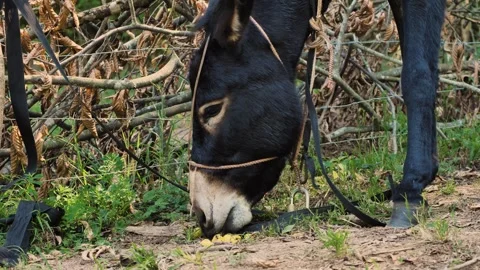 Close-up of a black donkey's head eating... | Stock Video | Pond5