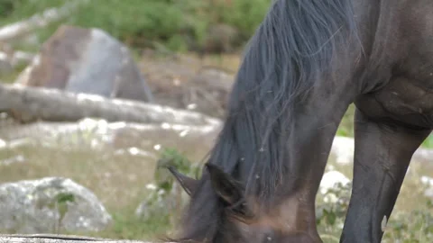 Close-up black horse in the wind eating ... | Stock Video | Pond5