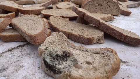 Close up black mold fungus on the bread ... | Stock Video | Pond5