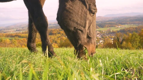 CLOSE UP: Black stallion grazing above v... | Stock Video | Pond5