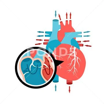 Close-up blood circulation in the heart. Human heart anatomy with blood ...