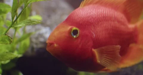 Close Up Of Blood Parrot Cichlid With Br... | Stock Video | Pond5