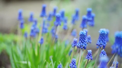 Blooming Buds Stock Videos – Royalty-Free HD & 4K Videos | Page 3