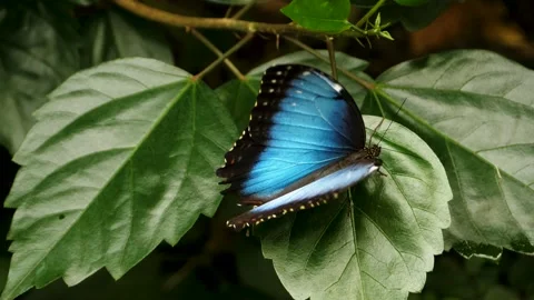 Close Up Butterfly Stock Footage ~ Royalty Free Stock Videos | Pond5