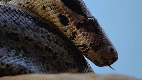 Boa Constrictor Stock Video Footage | Royalty Free Boa Constrictor ...