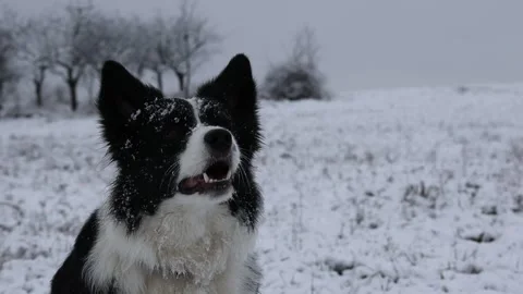 Snowy Border Stock Videos – Royalty-Free HD & 4K Videos