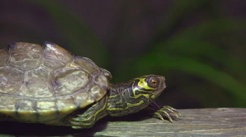 Close up of box turtles face while it is... | Stock Video | Pond5