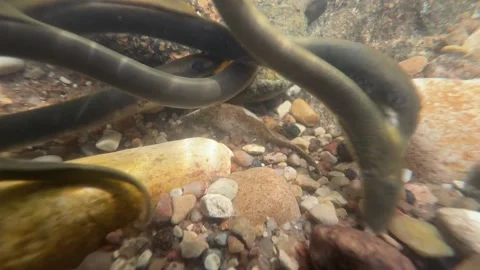 Close-up of Brook lampreys at the spawni... | Stock Video | Pond5