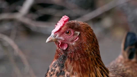 A Head Shorter Stock Videos – Royalty-Free HD & 4K Videos | Pond5