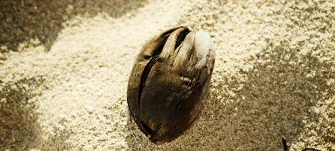Close-Up of A Brown Oval Palm Seed Layin... | Stock Video | Pond5
