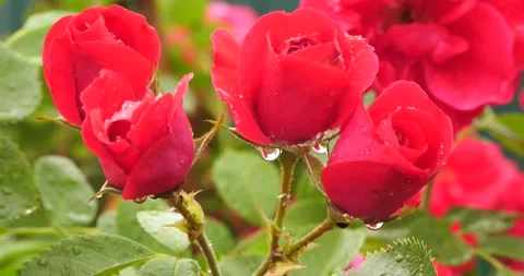 Sparkle Garden Stock Videos – Royalty-Free HD & 4K Videos