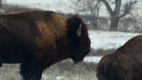 Close on buffalo exhaling steam on a col... | Stock Video | Pond5