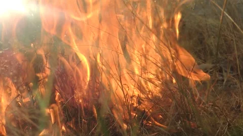 Grass Blaze Stock Video Footage | Royalty Free Grass Blaze Videos | Pond5