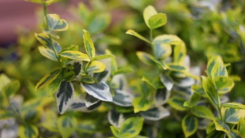 Close up bush leaves stagger in the wind... | Stock Video | Pond5