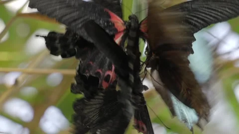 Close Up Intercourse Stock Video Footage | Royalty Free Close Up ...