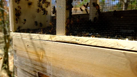 Close up of buzzing hone bees crawling i... | Stock Video | Pond5