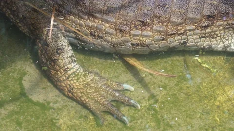 Close up of caiman feet underwater on a ... | Stock Video | Pond5