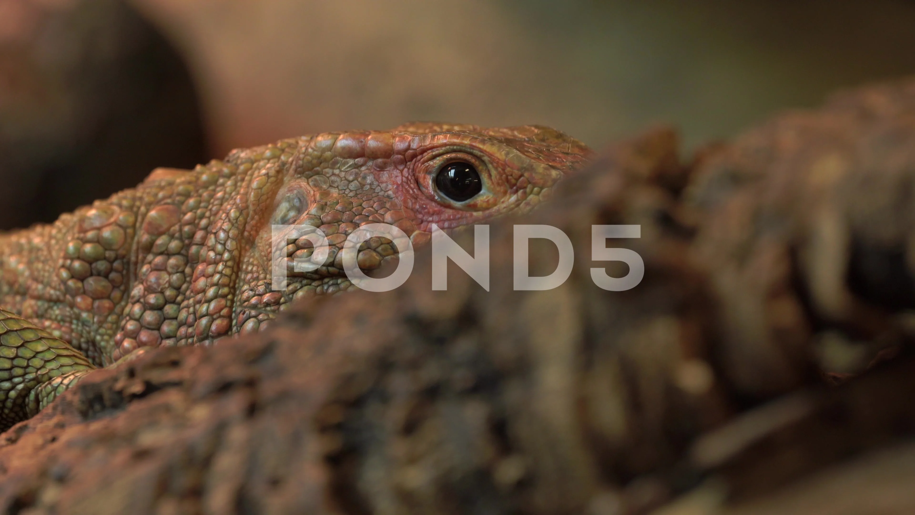 Caiman Lizards Teeth