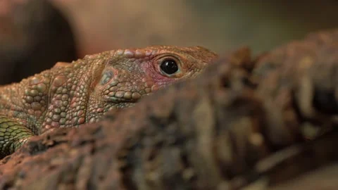Caiman Lizard Stock Videos – Royalty-Free HD & 4K Videos