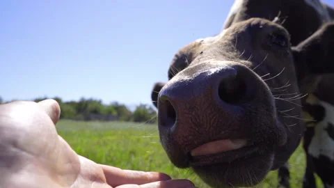 Cow Licking Hand Stock Videos – Royalty-Free HD & 4K Videos | Pond5