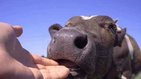 Cow Licking Hand Stock Videos – Royalty-Free HD & 4K Videos | Pond5