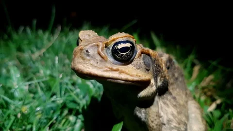 Cane Toads Stock Footage ~ Royalty Free Stock Videos | Pond5