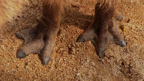 Capybara Background Stock Video Footage | Royalty Free Capybara ...