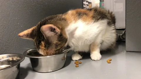 Cat Eating Starinbg Stock Videos – Royalty-Free HD & 4K Videos