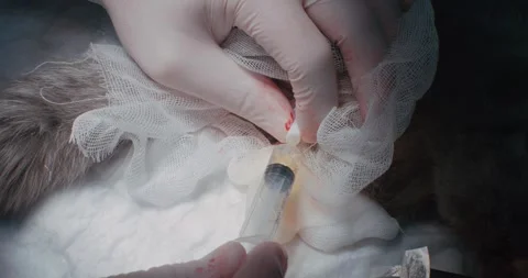 Close-up of a cat flushing a urinary cat... | Stock Video | Pond5