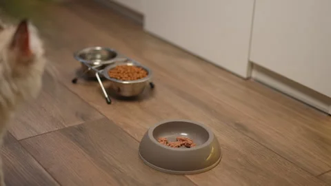 Close-up cat food in plate indoors with ... | Stock Video | Pond5
