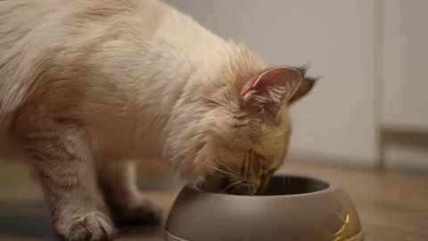 Close-up cat sniffing plate chewing deli... | Stock Video | Pond5