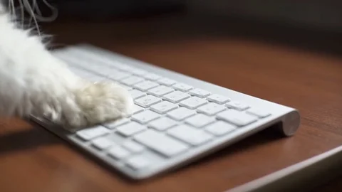 Cat Typing Stock Footage ~ Royalty Free Stock Videos | Pond5