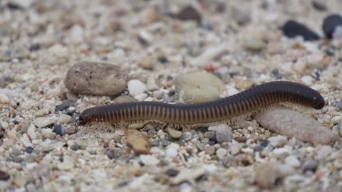Close Up of Centipede crawling on sandy ... | Stock Video | Pond5