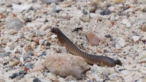 Close Up of Centipede crawling on sandy ... | Stock Video | Pond5