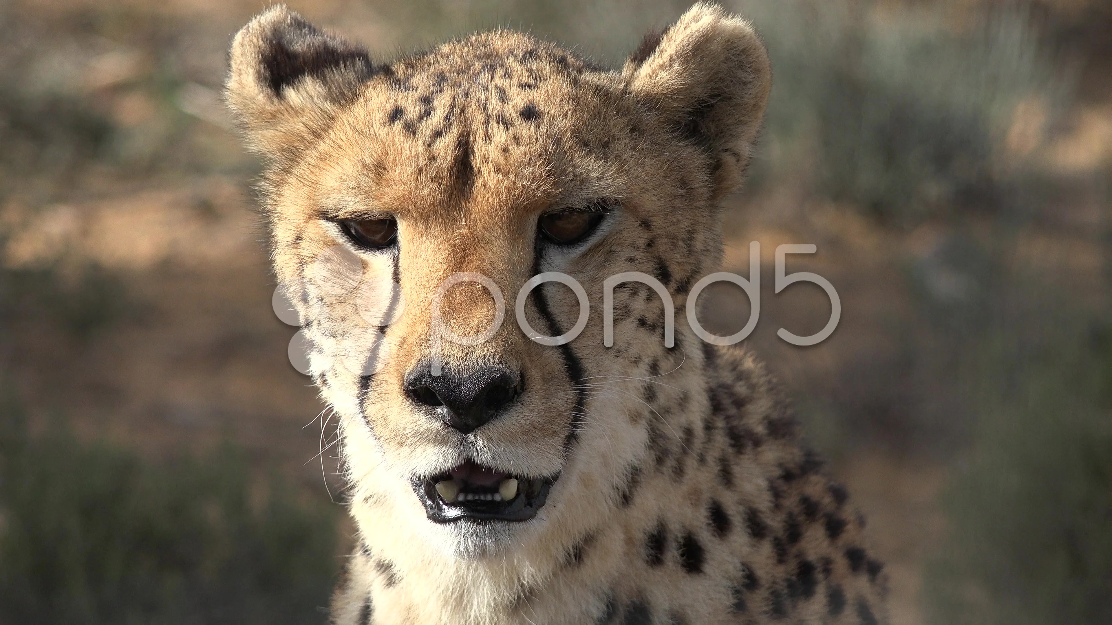 Cheetah Face Side