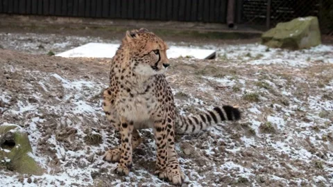 African Pooping Stock Videos – Royalty-Free HD & 4K Videos | Pond5