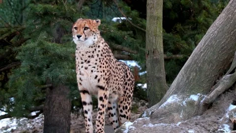 Close-up on a cheetah in wild in winter.... | Stock Video | Pond5