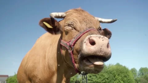 Close-up of a chewing horned cow's face,... | Stock Video | Pond5